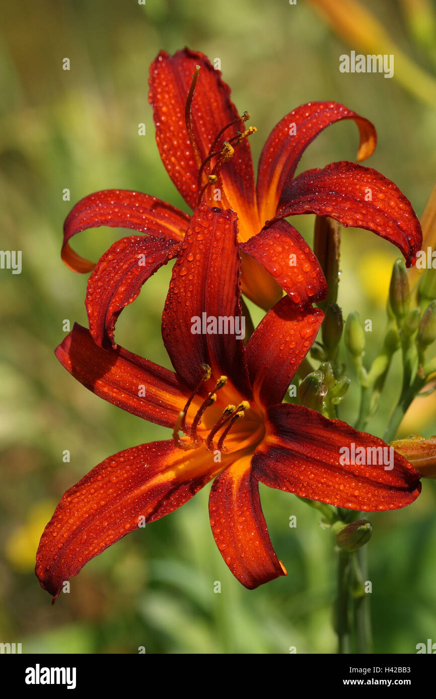 Fire lily hi-res stock photography and images - Alamy
