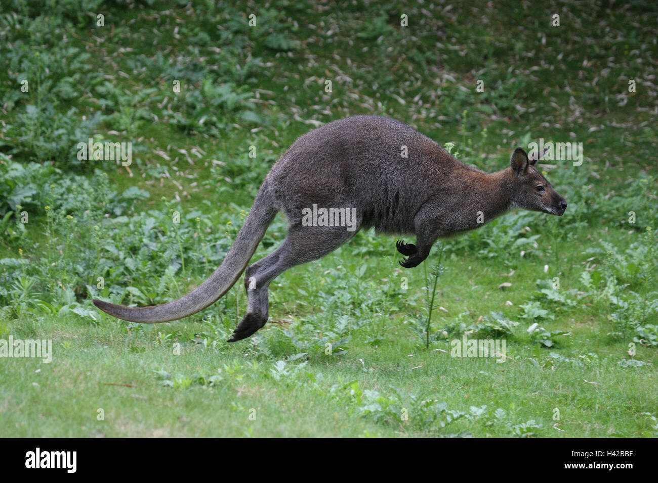 Bennett kanguru hi-res stock photography and images - Alamy