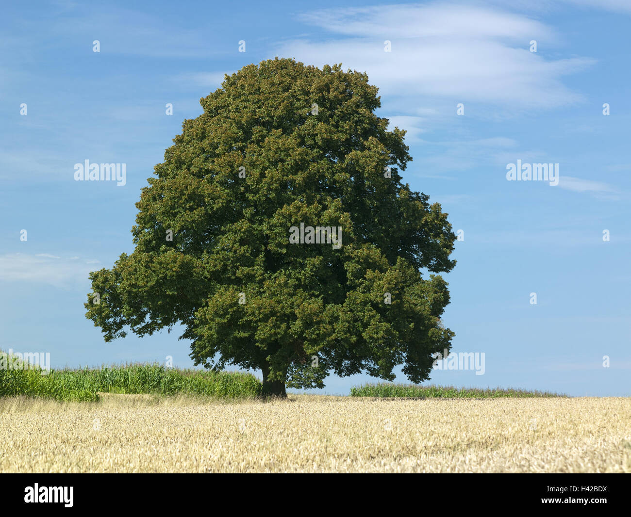 Winter lime-tree, Tilia cordata, grain-field, heaven, blue, winter lime ...