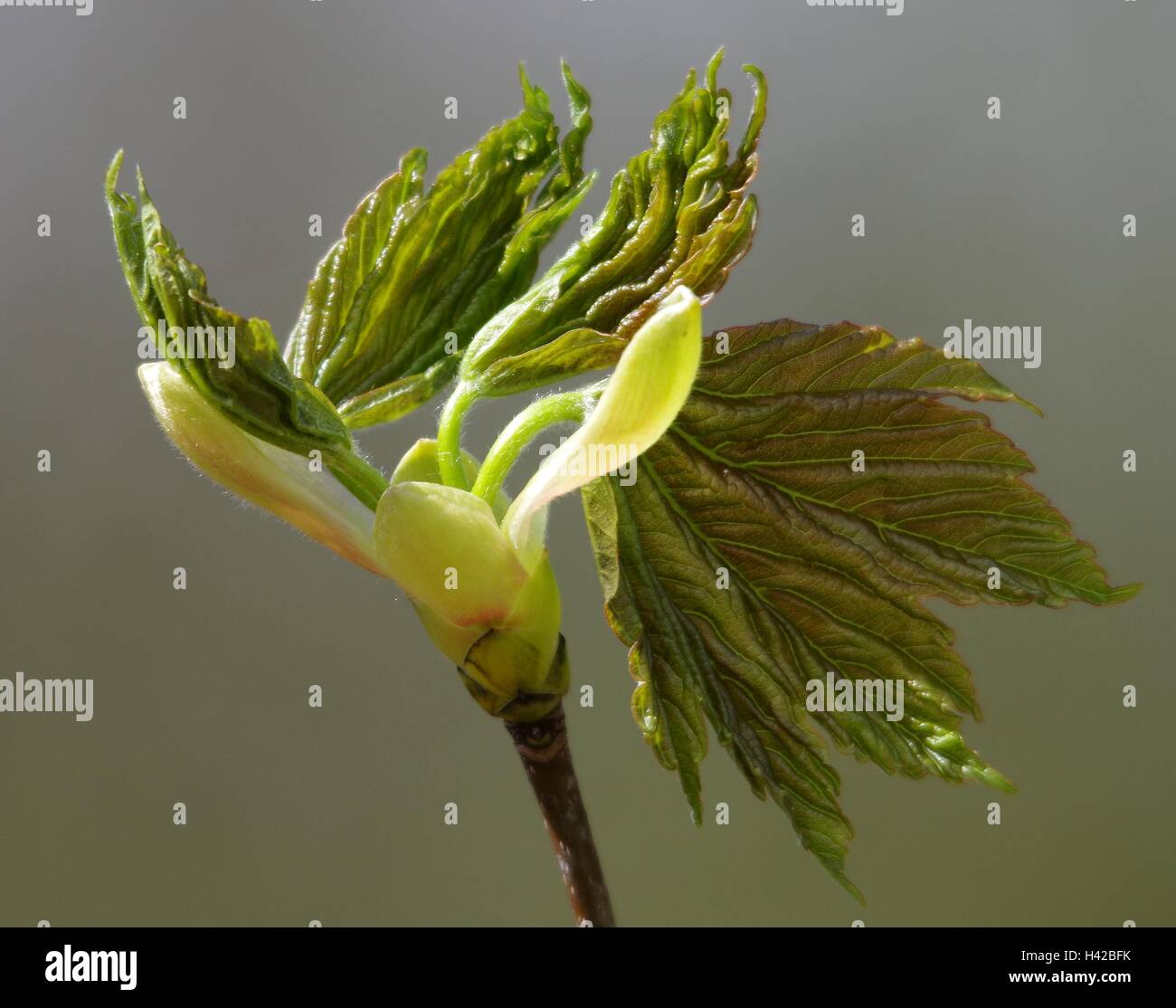 Lone maple leaf hi-res stock photography and images - Alamy