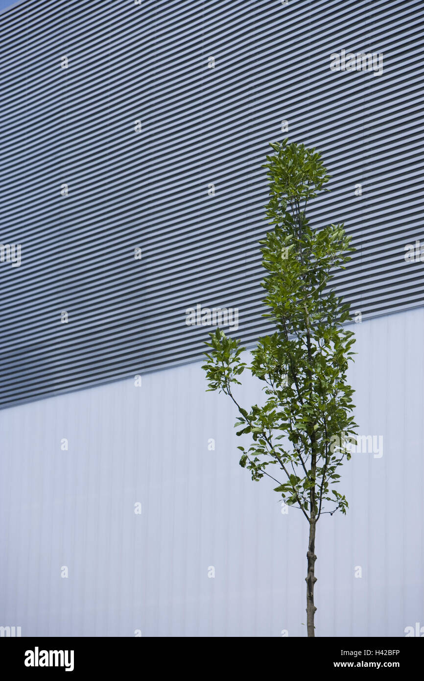 Close up of trees hi-res stock photography and images - Alamy