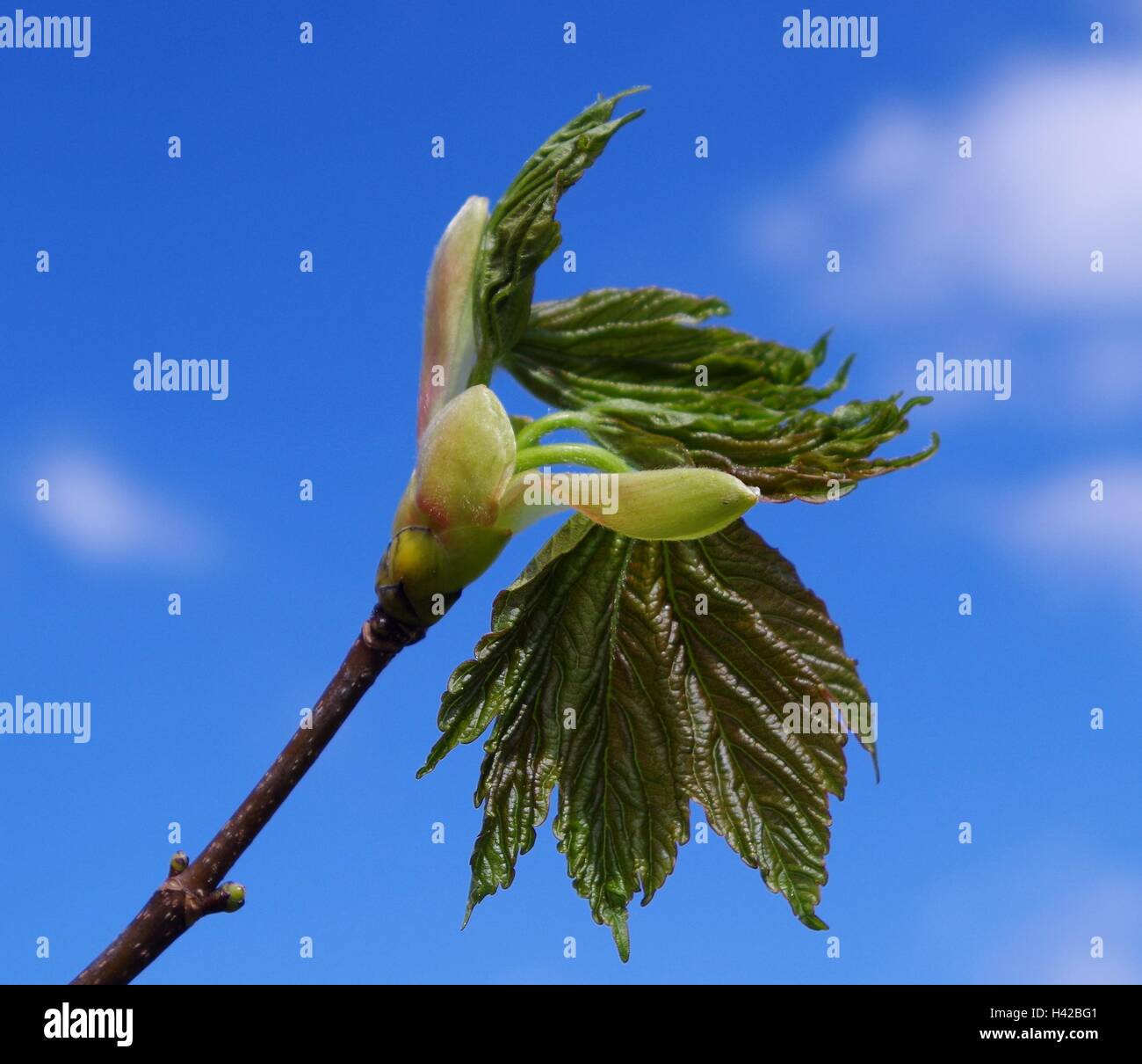 Tree bud hi-res stock photography and images - Alamy