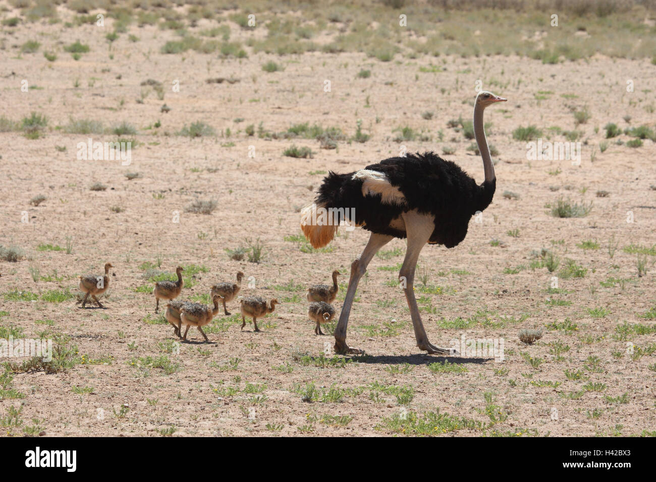 Bunch with boys, Ostrich Stock Photo - Alamy