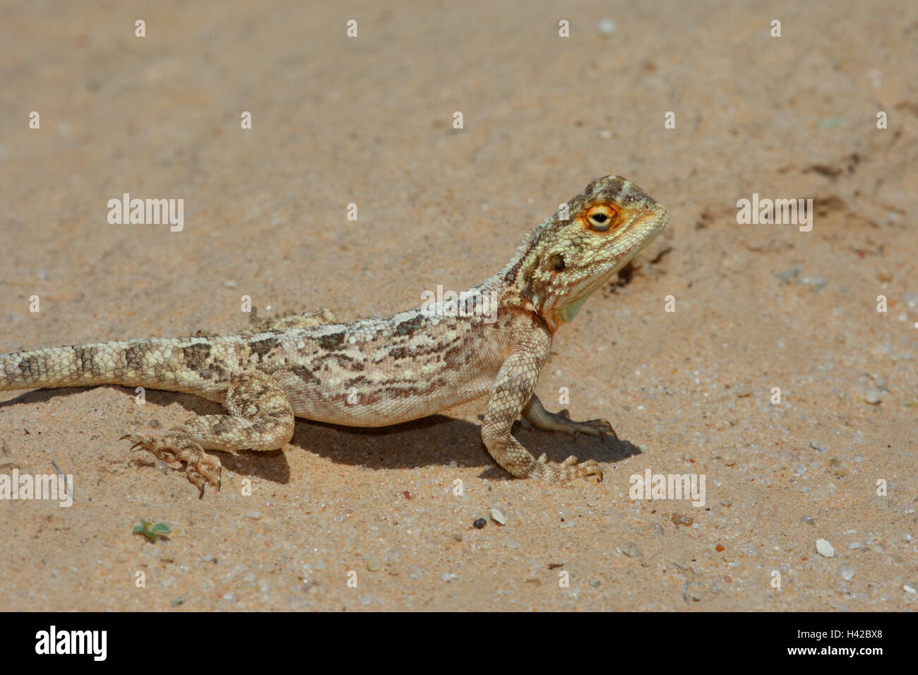 Spotted lizard hi-res stock photography and images - Alamy