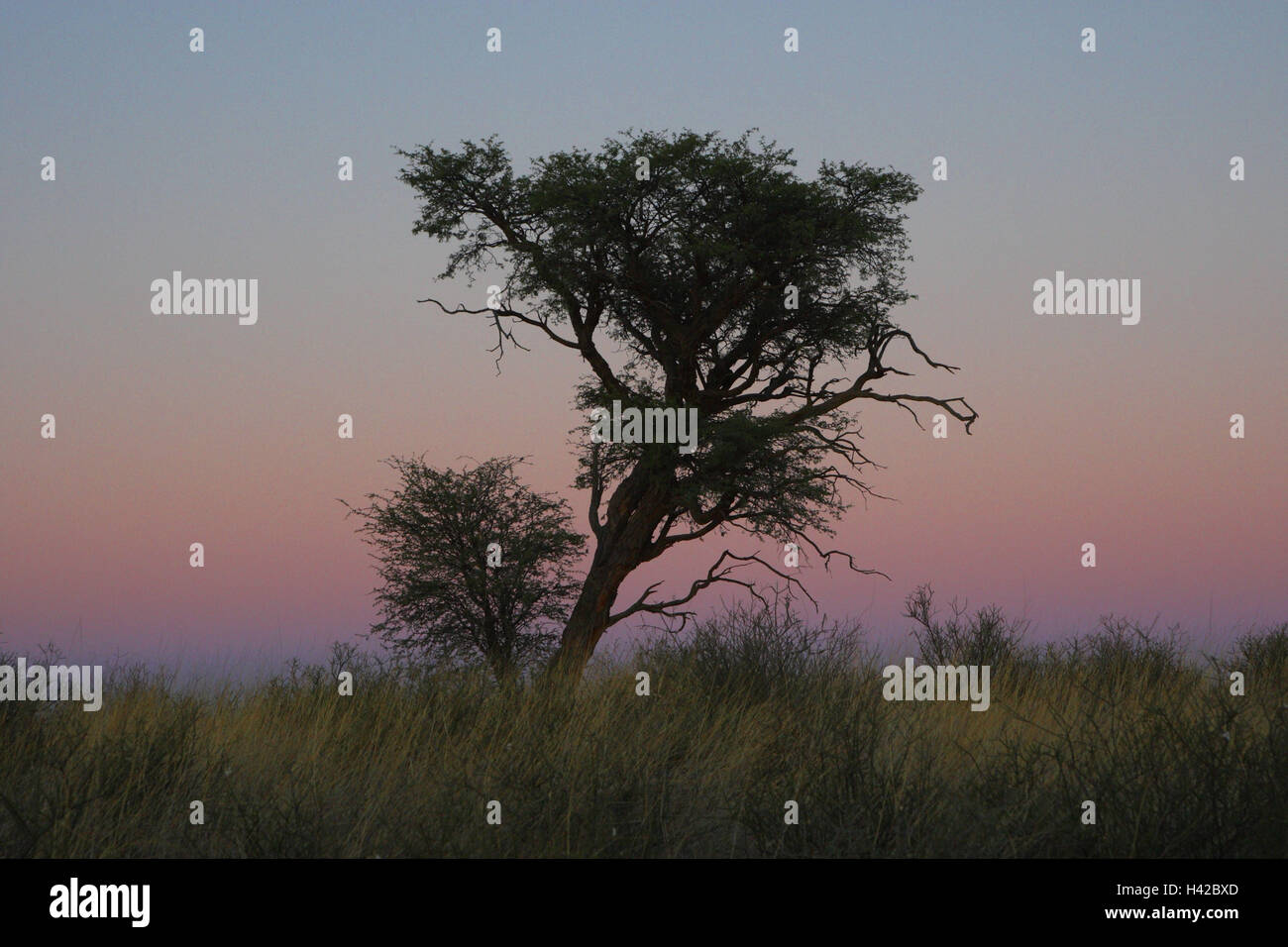 Kalahari plants hi-res stock photography and images - Alamy