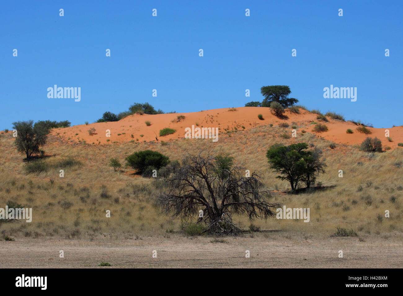 Kalahari landscape hi-res stock photography and images - Alamy