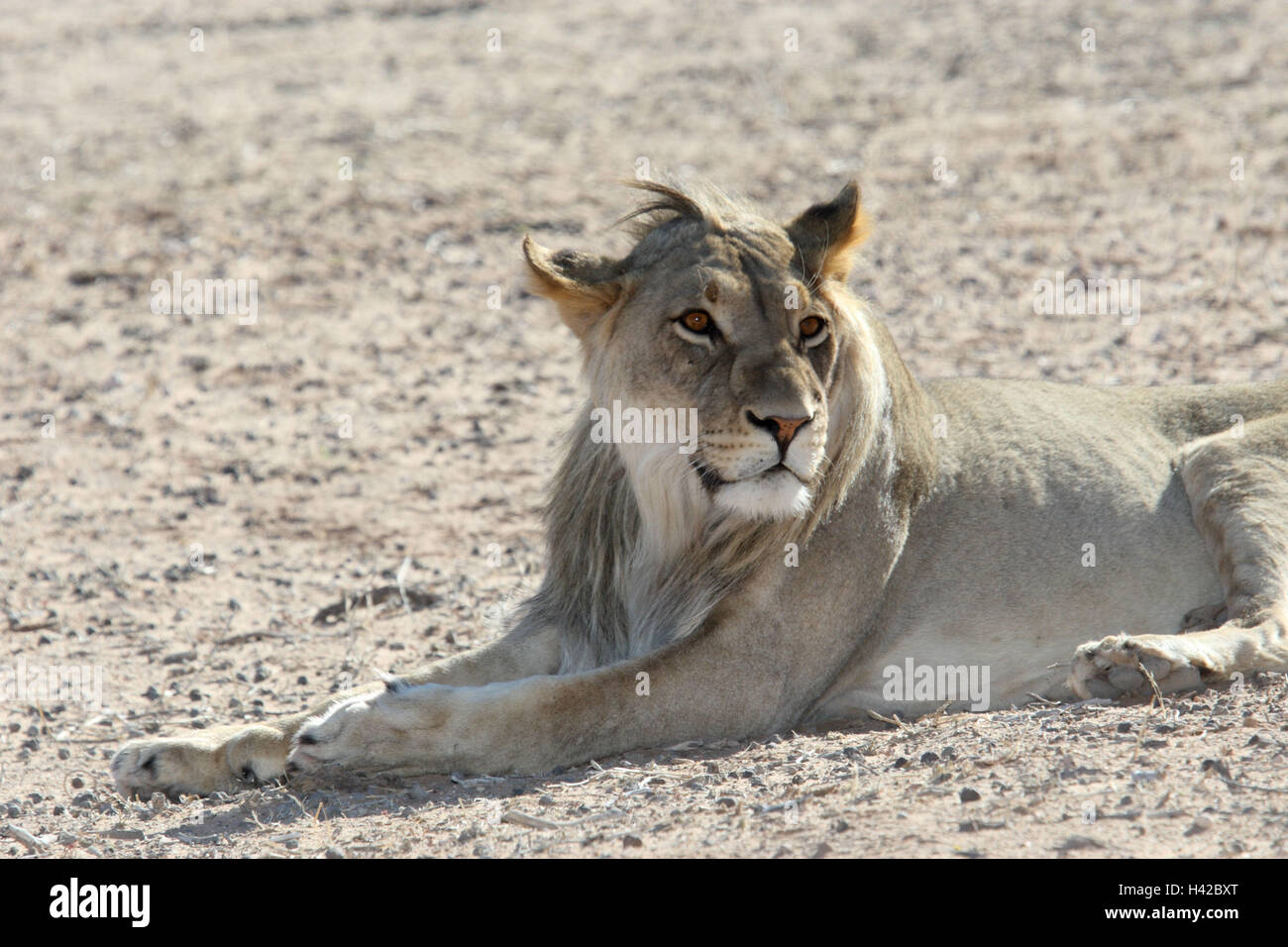 Man with lion hi-res stock photography and images - Alamy