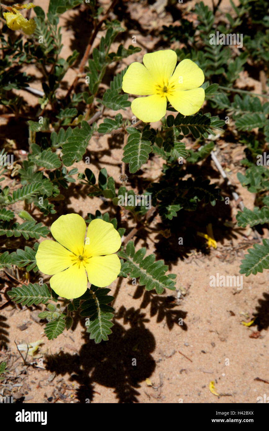 Wind flowers, Windblommetjie Stock Photo - Alamy
