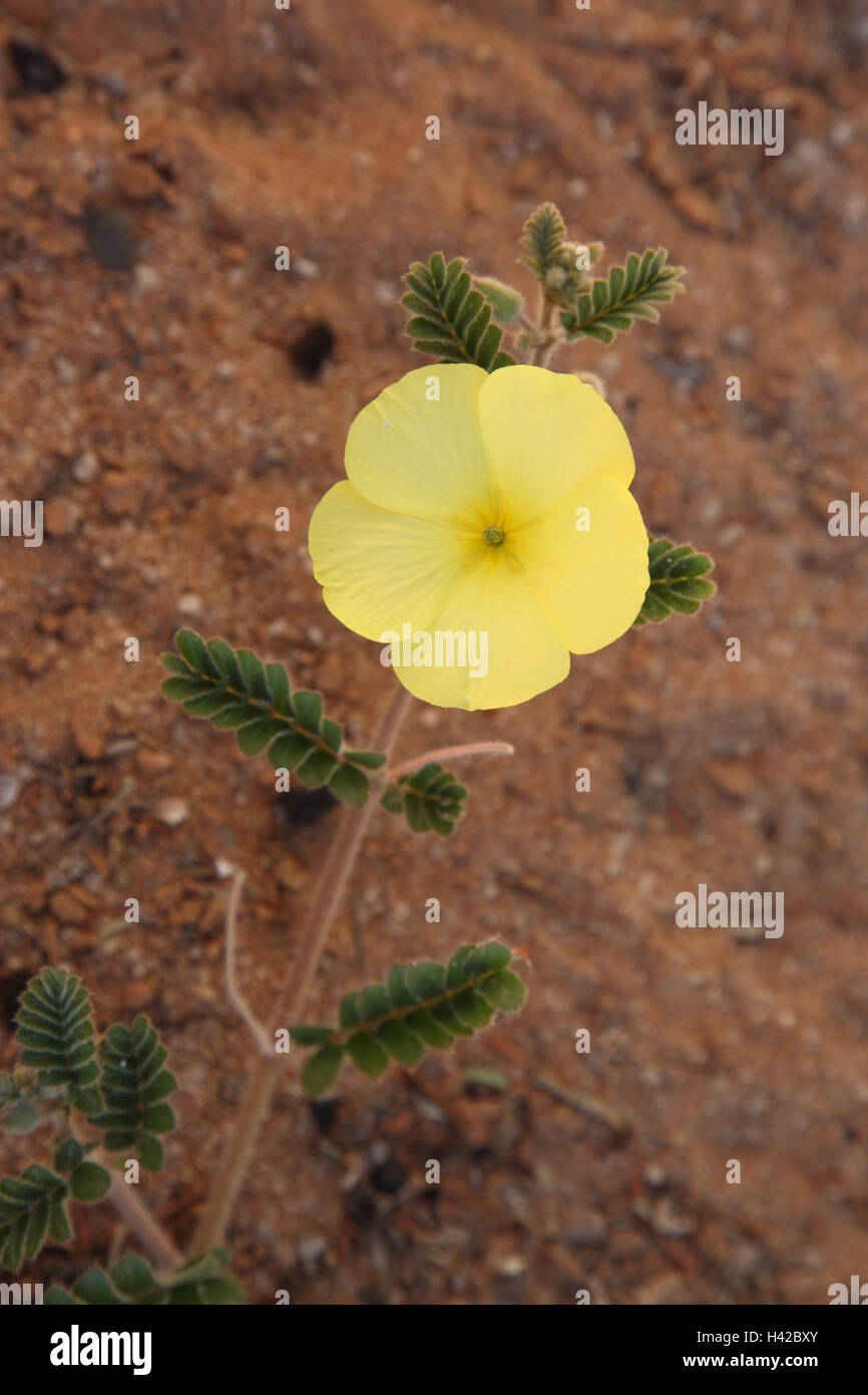 Wind flowers, Windblommetjie Stock Photo - Alamy