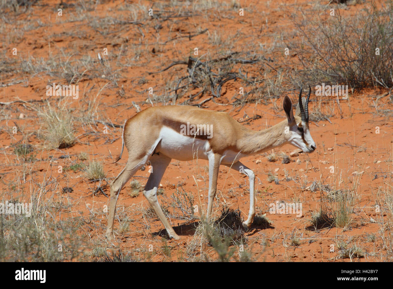 Springbuck hi-res stock photography and images - Alamy