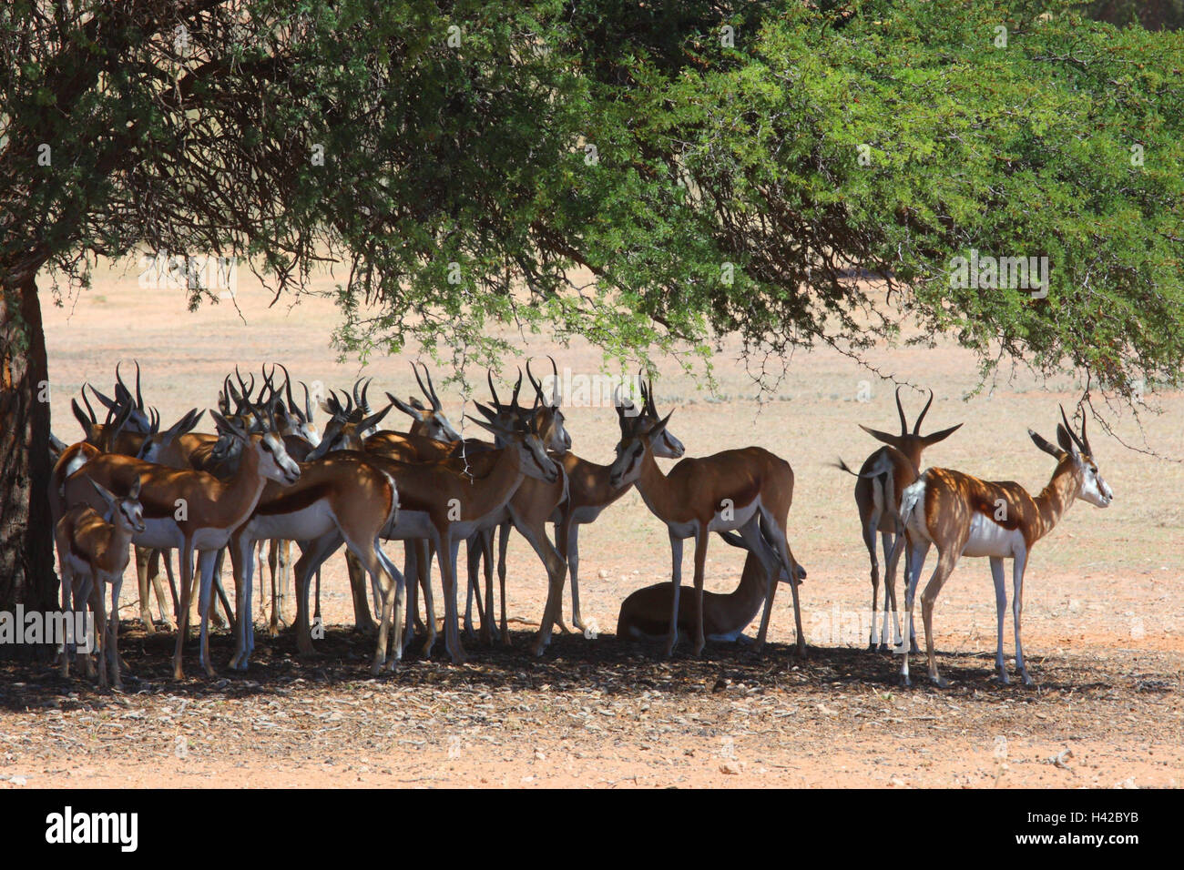 Tree shade animal hi-res stock photography and images - Alamy