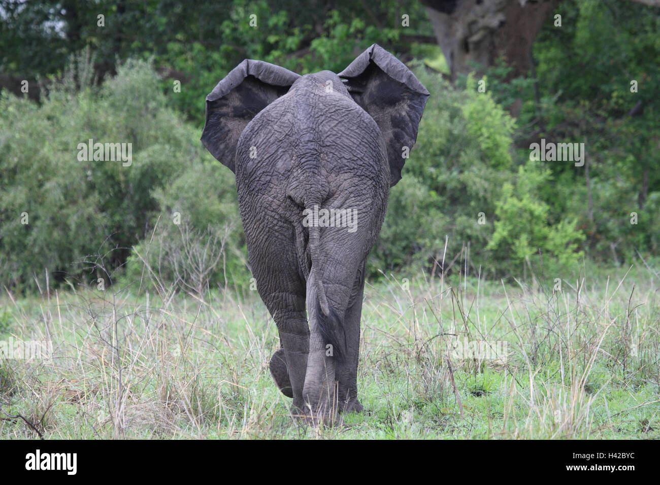 African elephant, African Elephant, back Stock Photo - Alamy