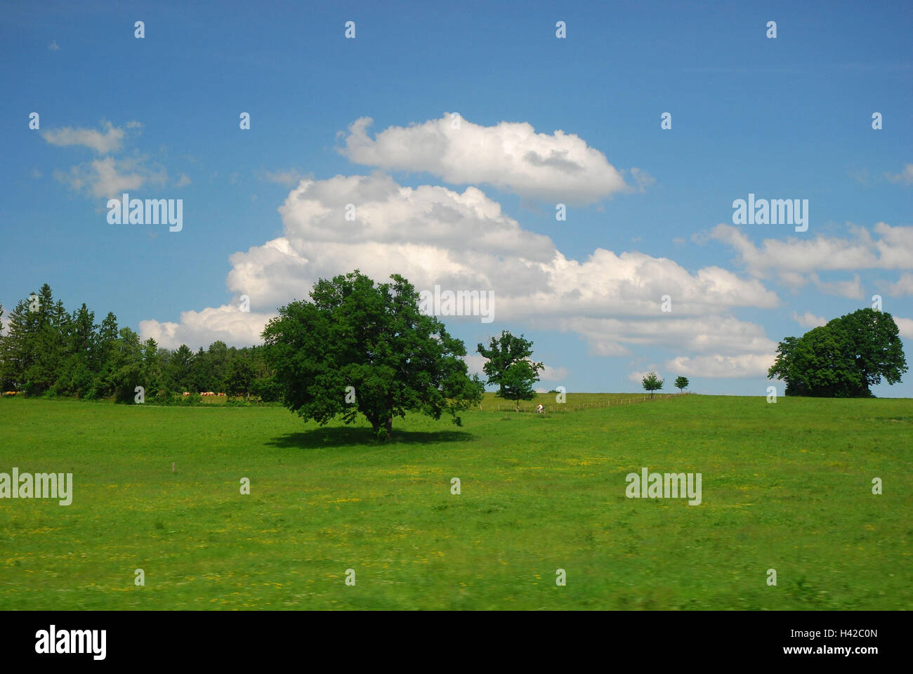 Summer scenery, meadows, group trees, summer heaven Stock Photo - Alamy