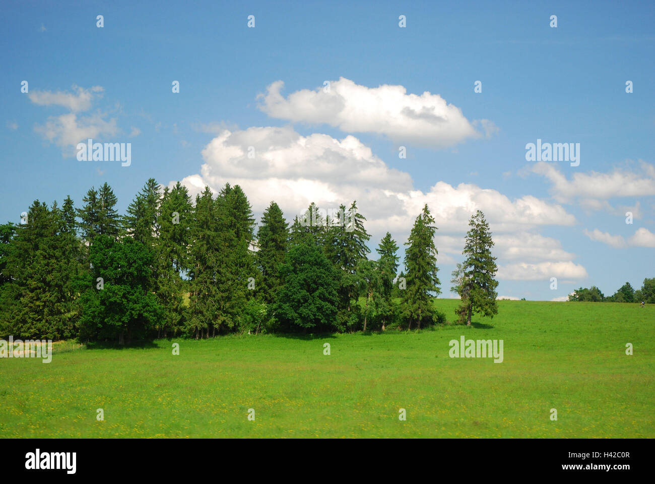 Summer scenery, meadows, group trees, summer heaven Stock Photo - Alamy