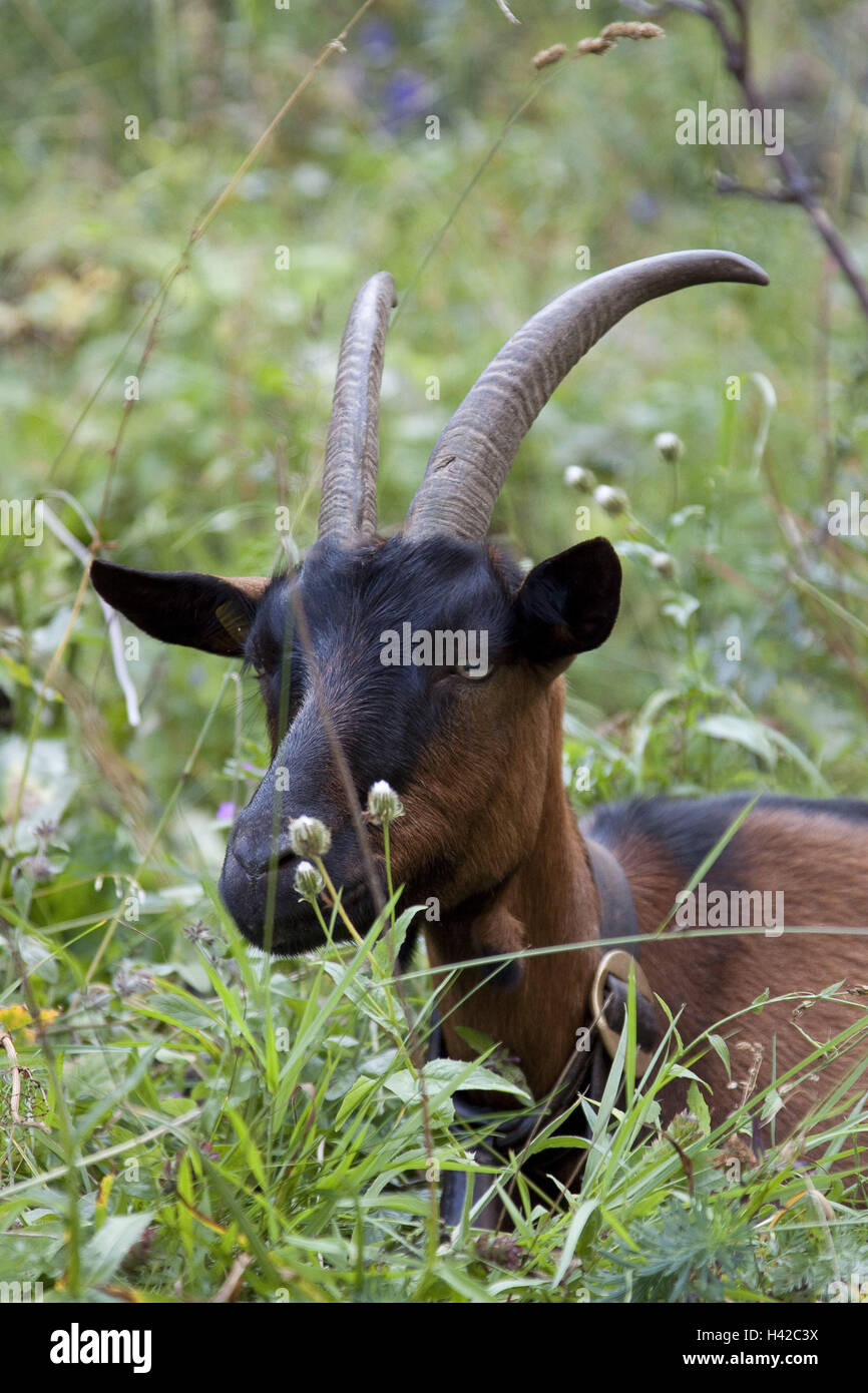 Switzerland, canton Uri, alp, meadow, goat, alp economy, nightmares ...
