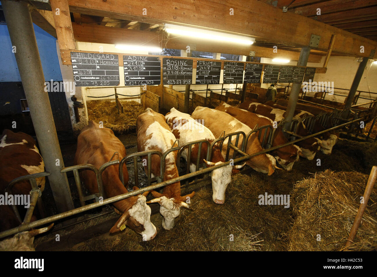 Cowshed hi-res stock photography and images - Alamy