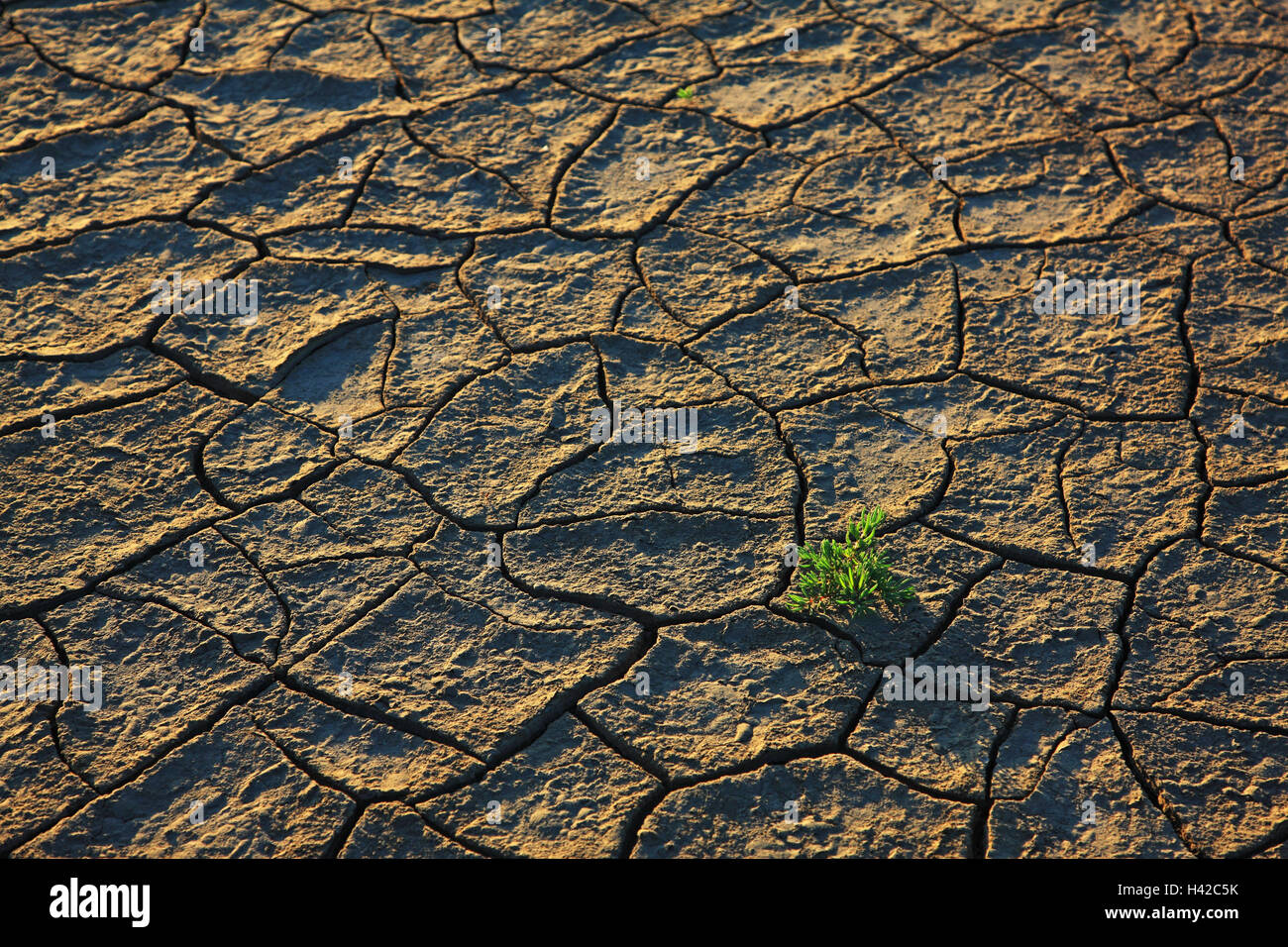 Mucky floor, parched, dry fissures, detail Stock Photo - Alamy