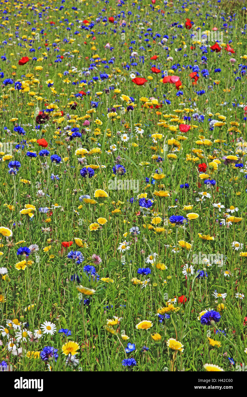 Flower meadow, detail Stock Photo - Alamy