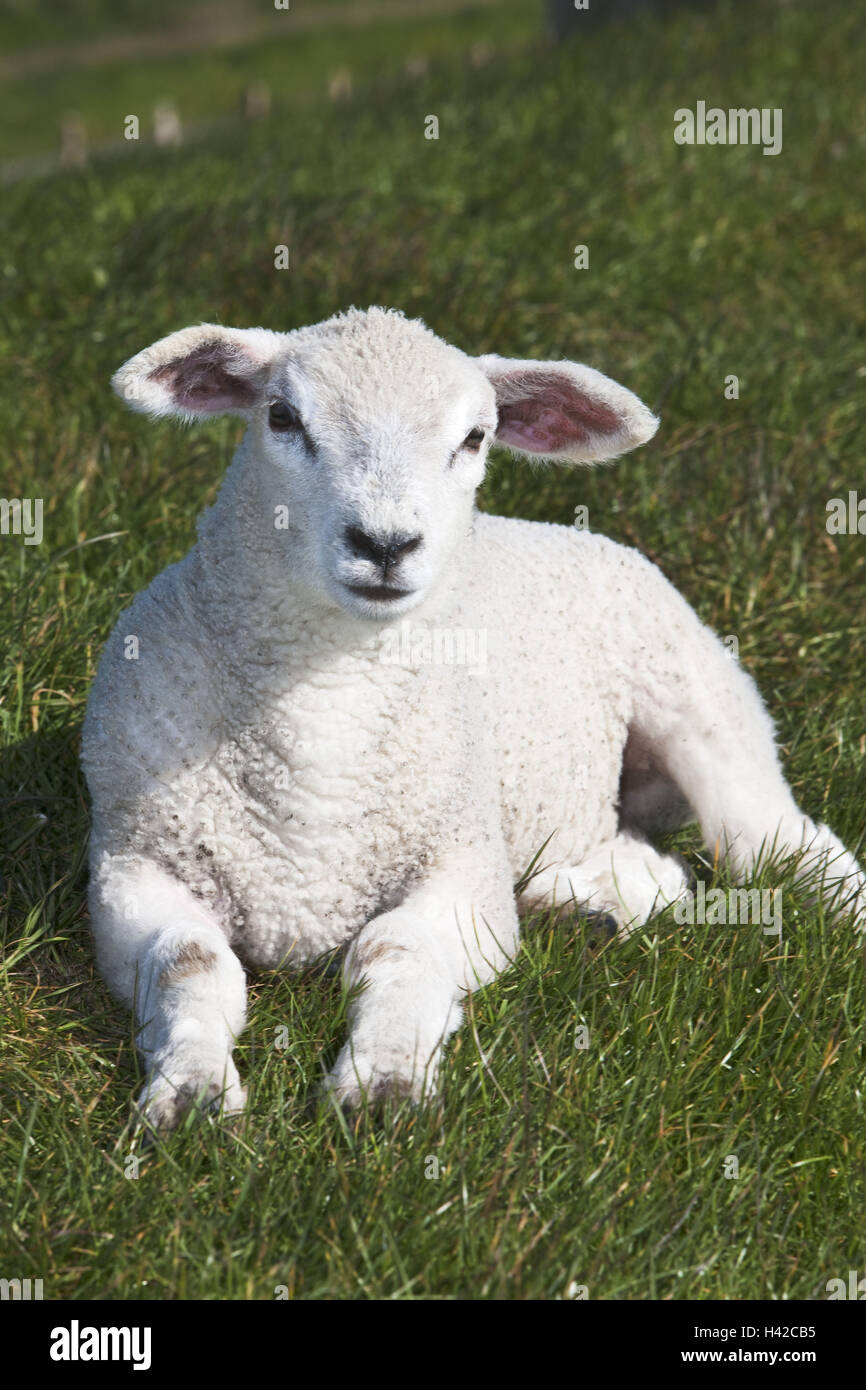 Paschal lamb lies hi-res stock photography and images - Alamy