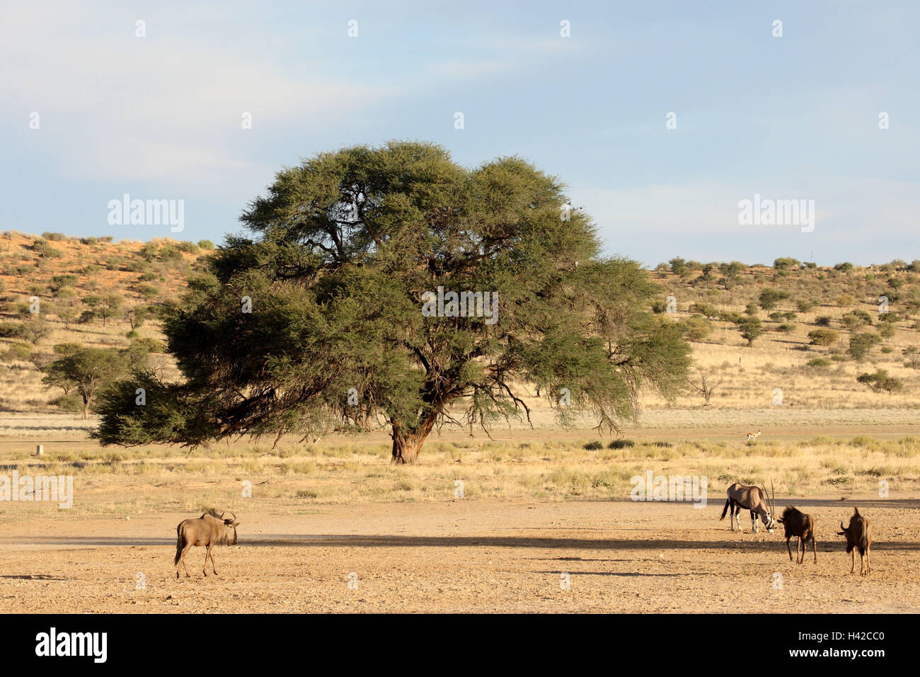 Scenery in the Kalahari with camel spike tree Stock Photo - Alamy