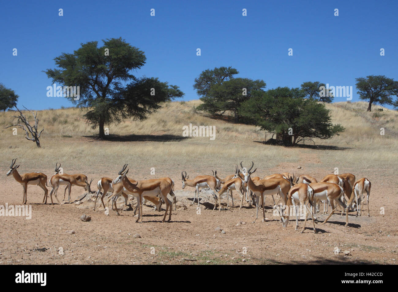 Springbuck hi-res stock photography and images - Alamy