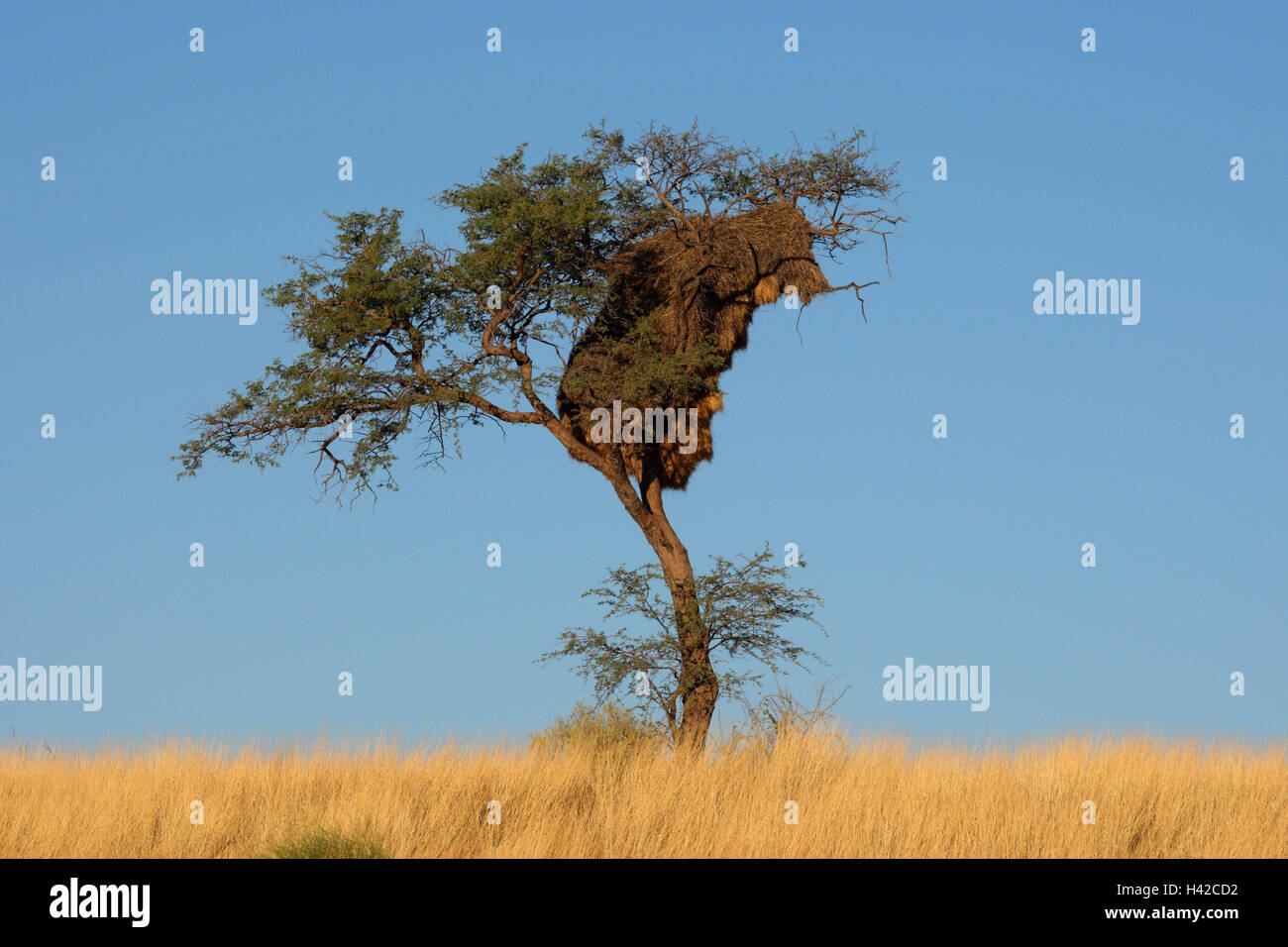 Tree kalahari hi-res stock photography and images - Alamy
