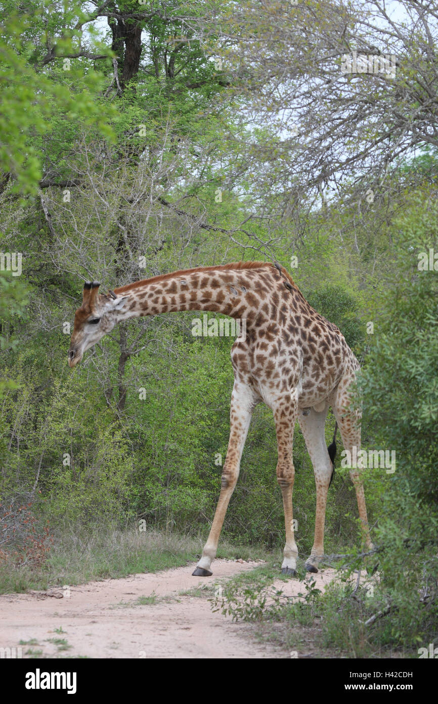 Whole body giraffe hi-res stock photography and images - Alamy
