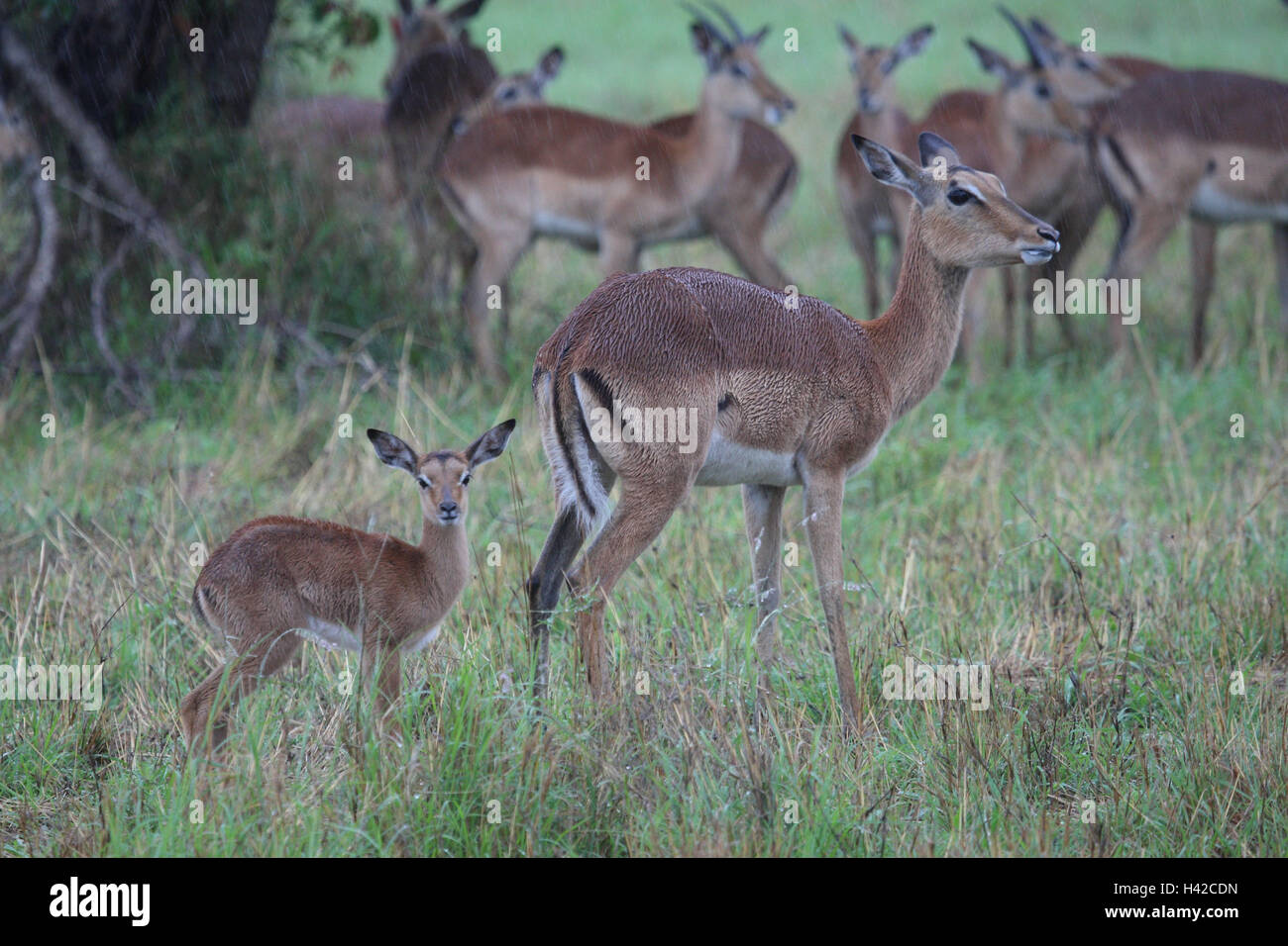 Impala herd hi-res stock photography and images - Alamy
