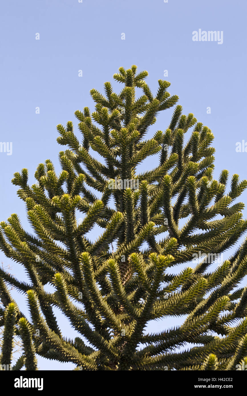 Simian tail fir, detail, Araucaria, mountain garden, jewellery fir ...