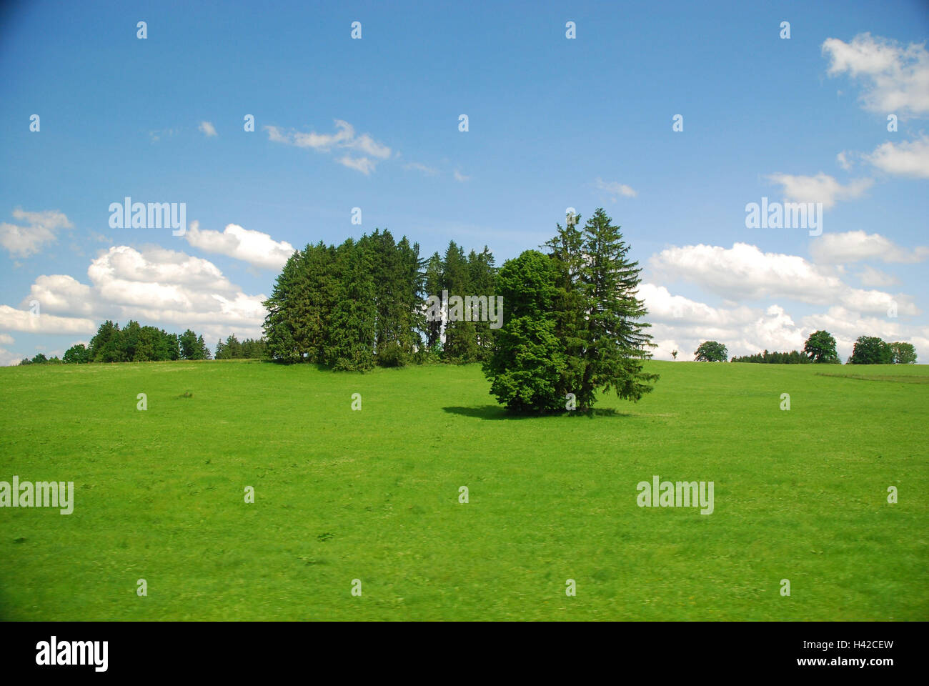 Summer scenery, meadows, group trees, summer heaven Stock Photo - Alamy