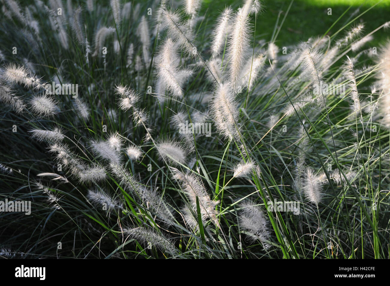 Ornamental grass plant hi-res stock photography and images - Alamy