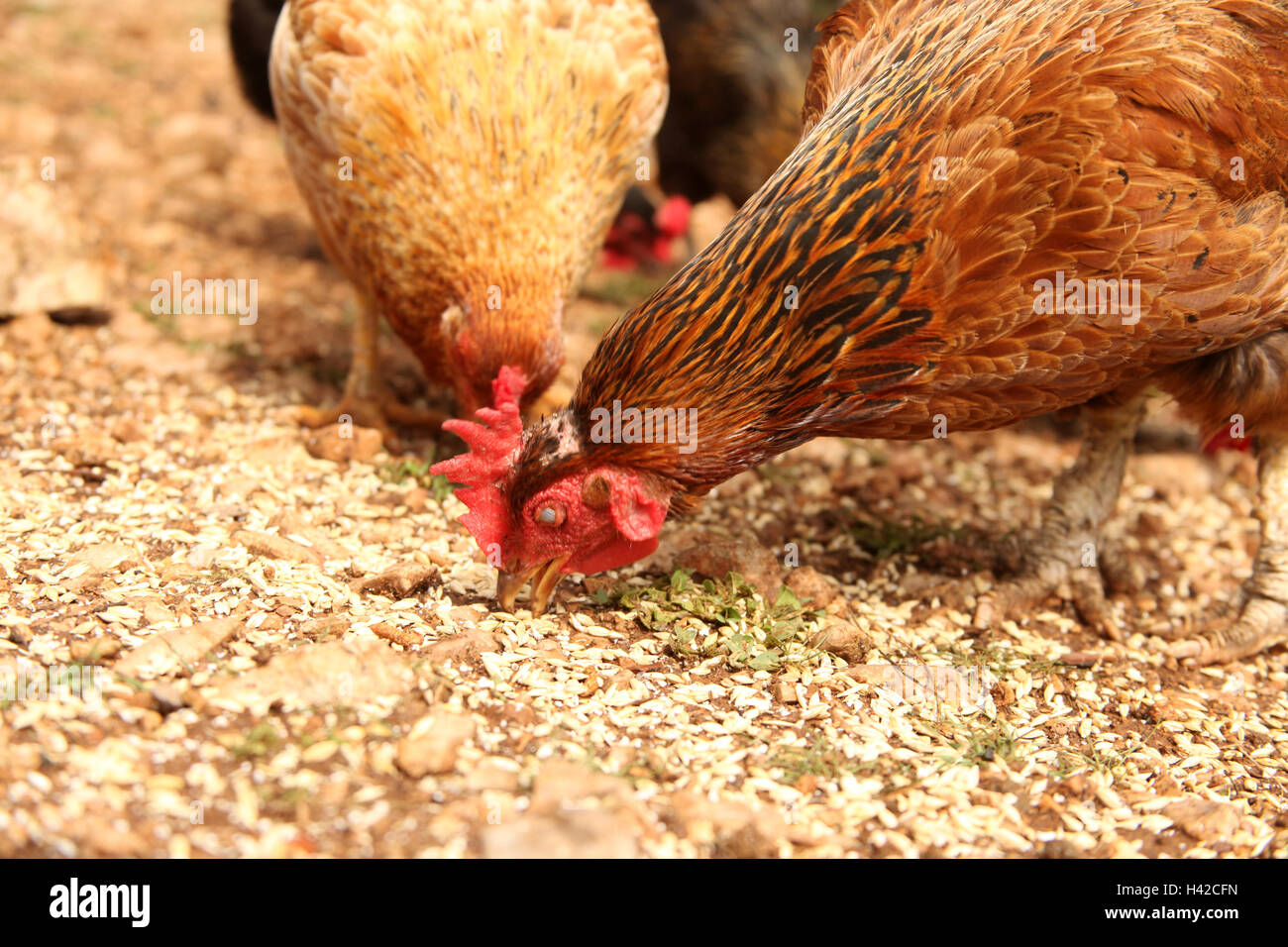 rooster and chicken Stock Photo - Alamy