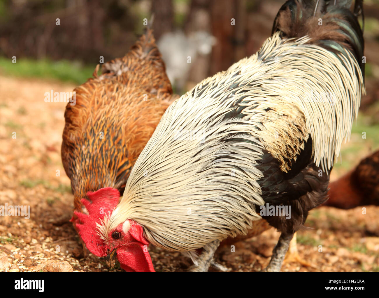 rooster and chicken Stock Photo - Alamy