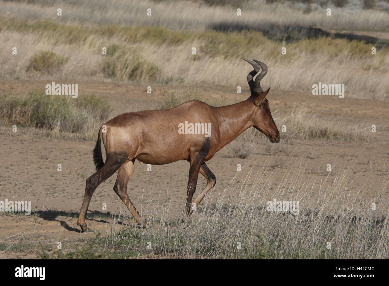 Cow's antelope, Hartebeest Stock Photo - Alamy