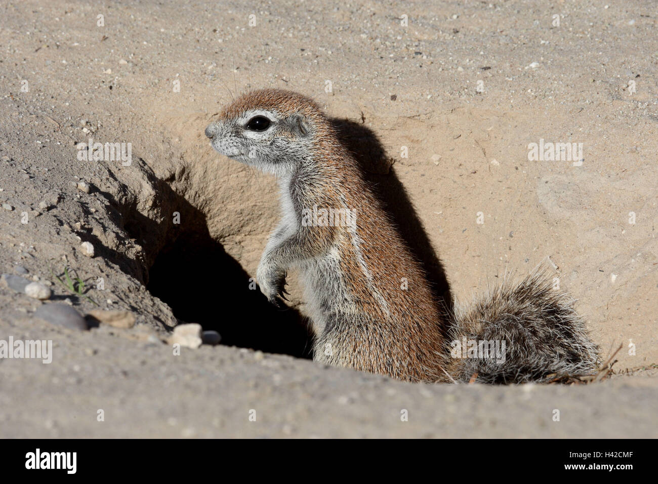 Gopher gophers ground squirrel hi-res stock photography and images - Alamy