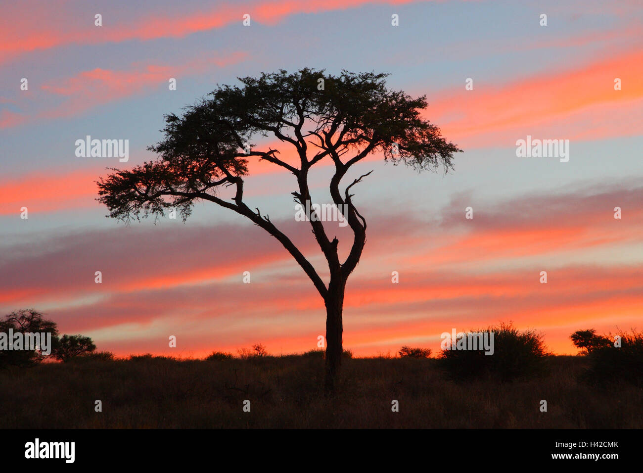 Scenery in the Kalahari, afterglow, silhouette, tree Stock Photo - Alamy