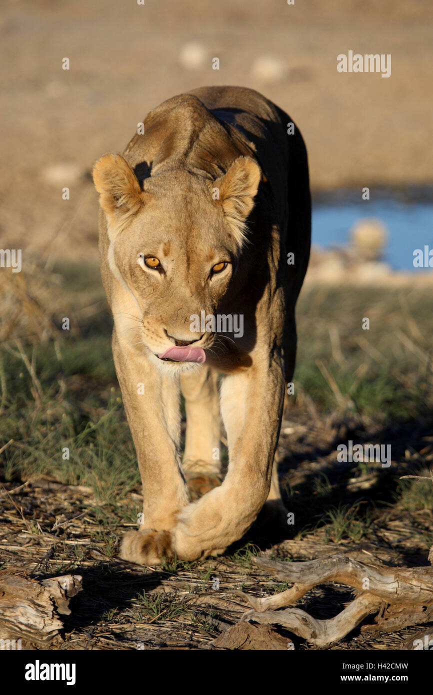 Lion, female, Lion Stock Photo - Alamy