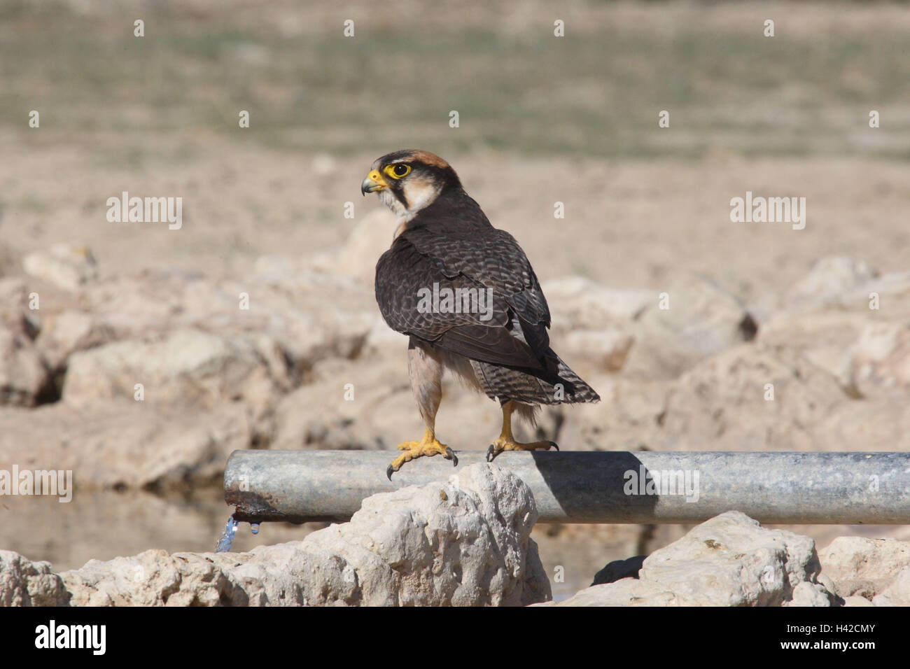 Lannerfalke hi-res stock photography and images - Alamy