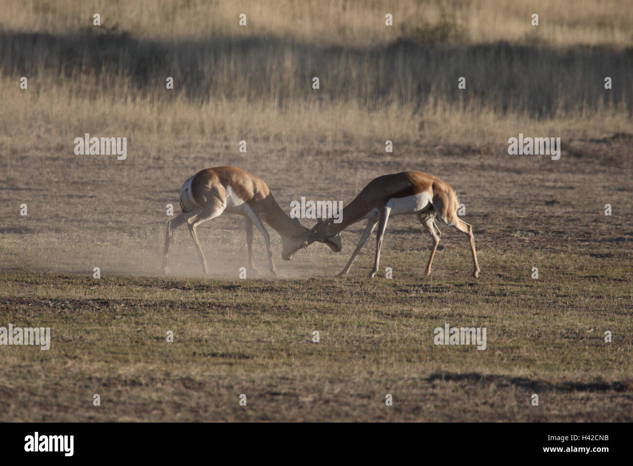 Springboks hi-res stock photography and images - Alamy