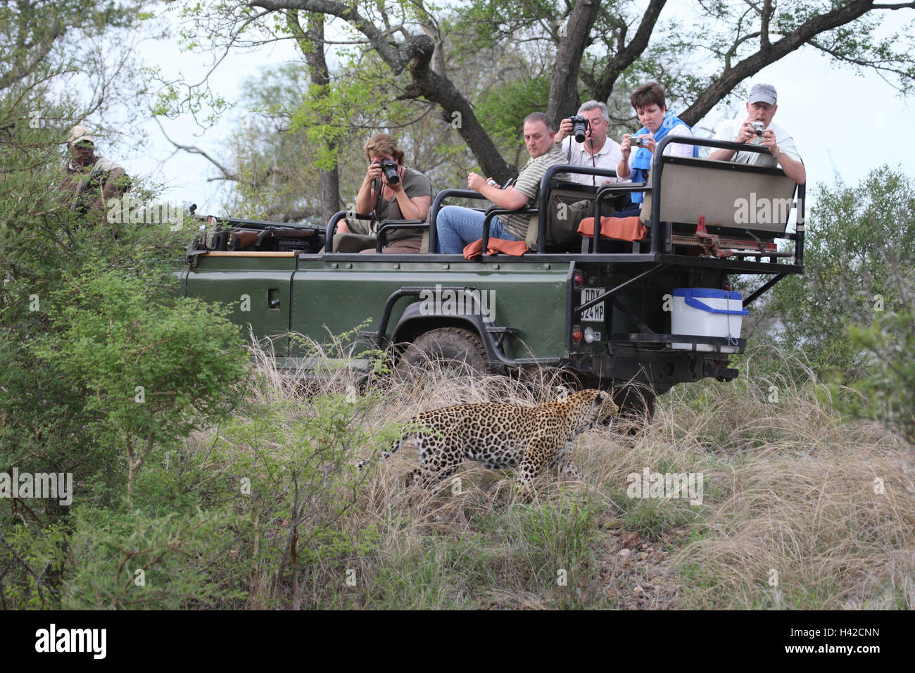 Safari, leopard, tourist in the car, take of a photo, no model release ...
