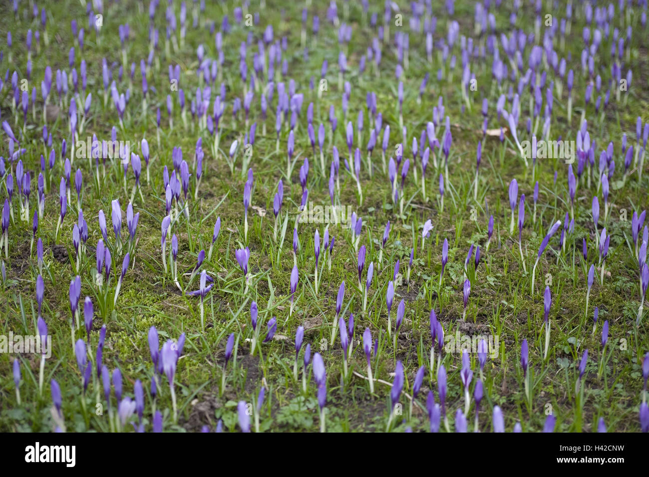 Crocus, meadow, sea blossom, Crocus napolitanus, spring, garden ...