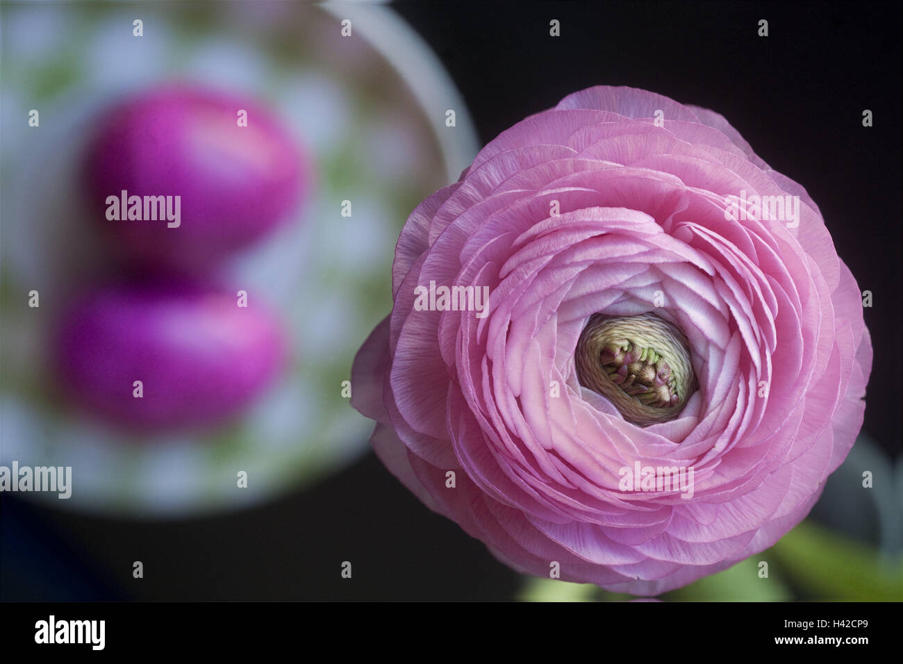 Gartenranunkel, medium close-up, Ranunkel, cut flower, Ranunculaceae ...