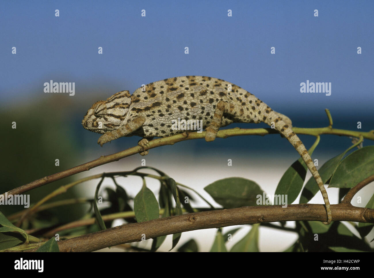 Ordinary scale hi-res stock photography and images - Alamy
