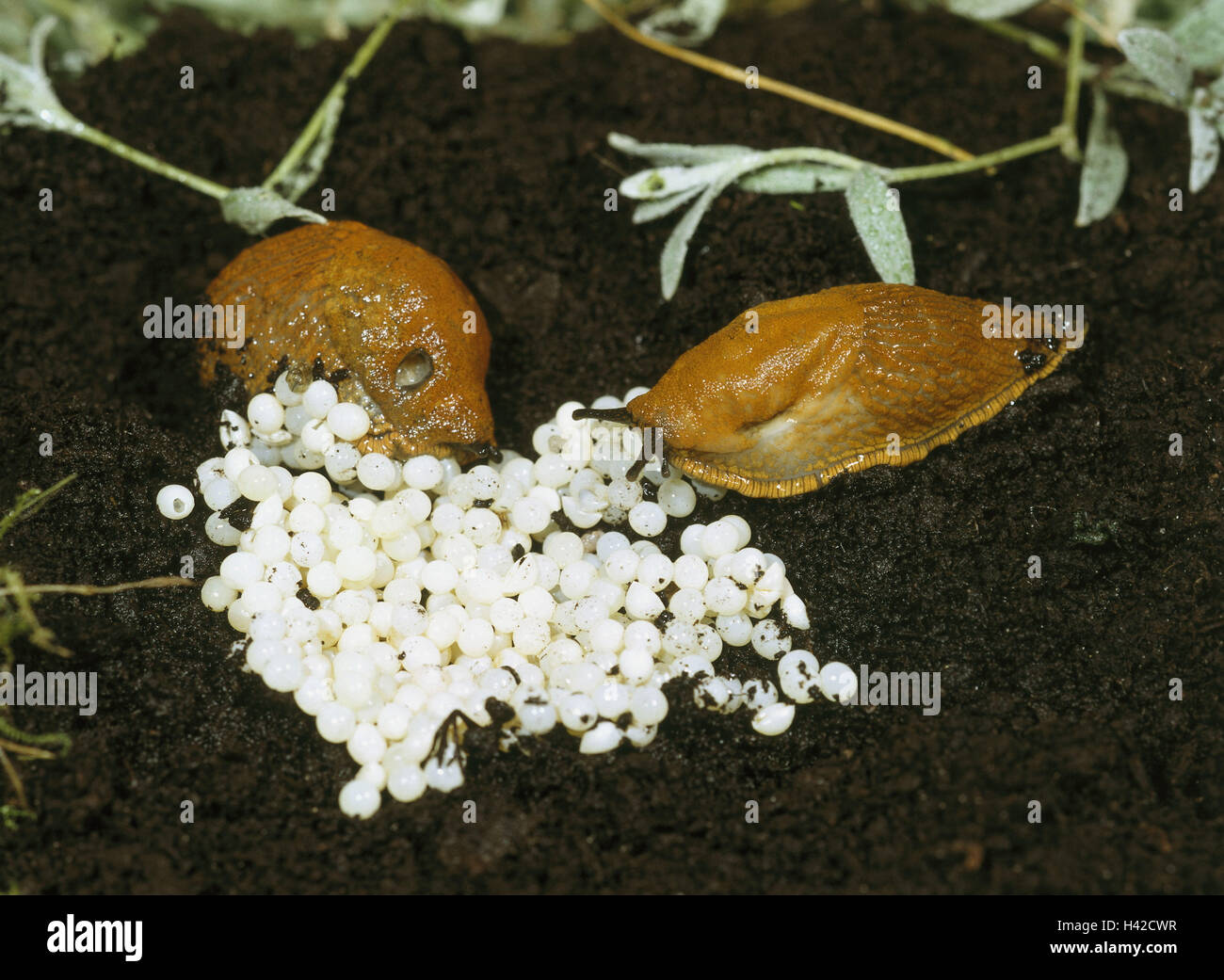 Earth, red way-snails Arion rufus nests eggs wildlife, animals ...