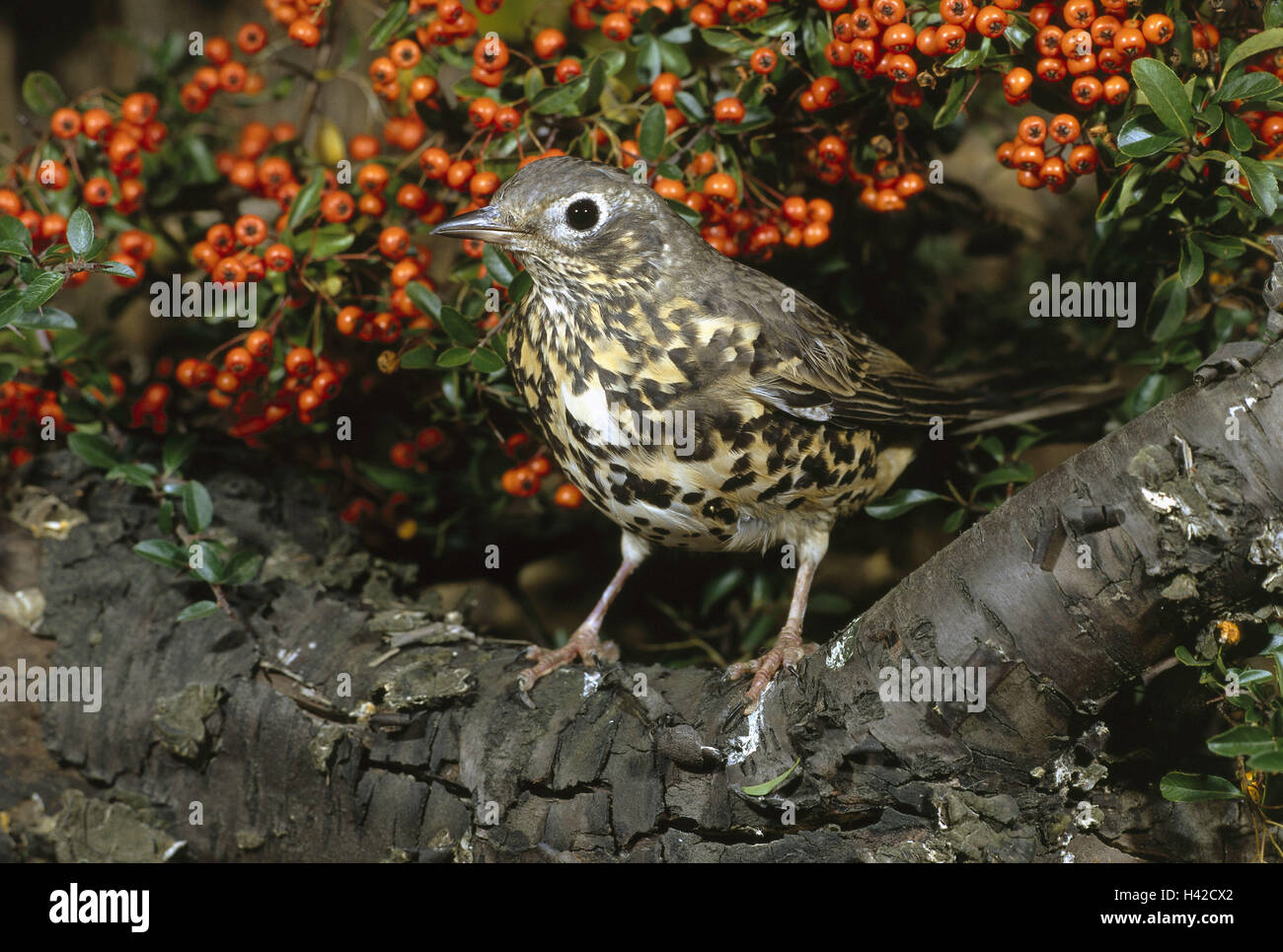 Mistletoe shrub hi-res stock photography and images - Alamy