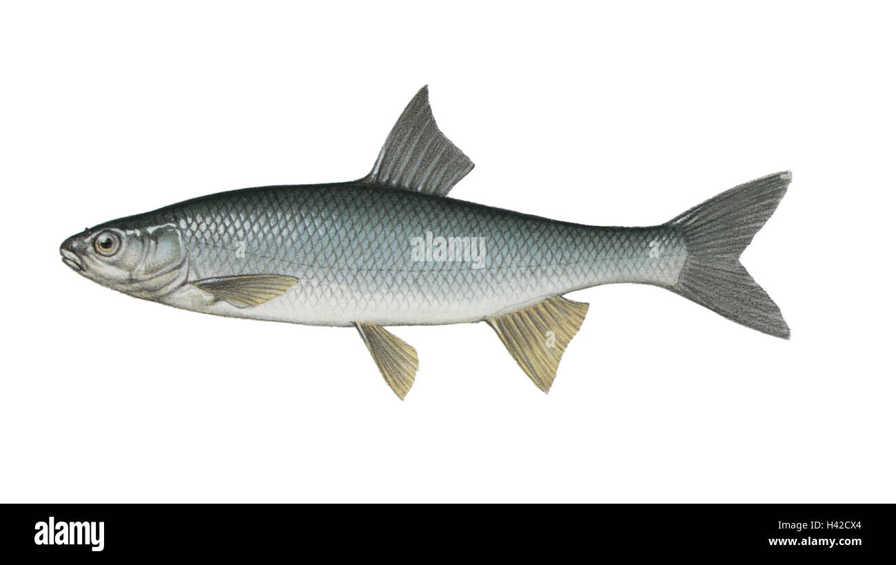 Freshwater fishes series hi-res stock photography and images - Alamy