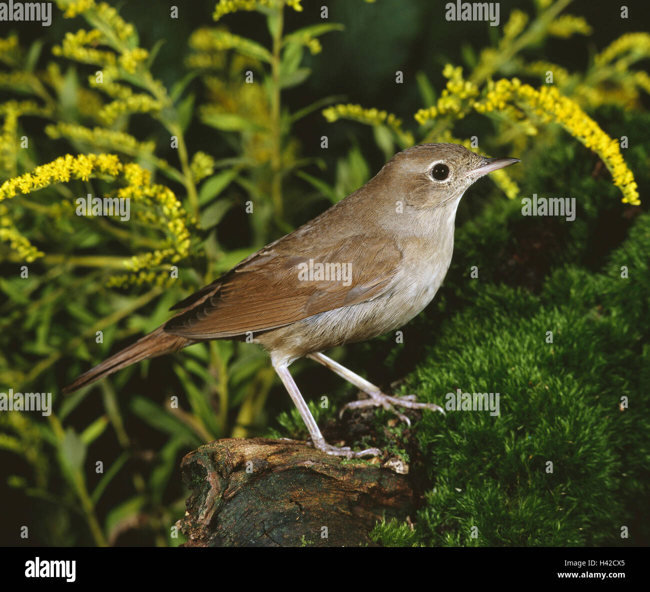 Nightingale, Luscinia megarhynchos, at the side, wildlife, animal, game ...