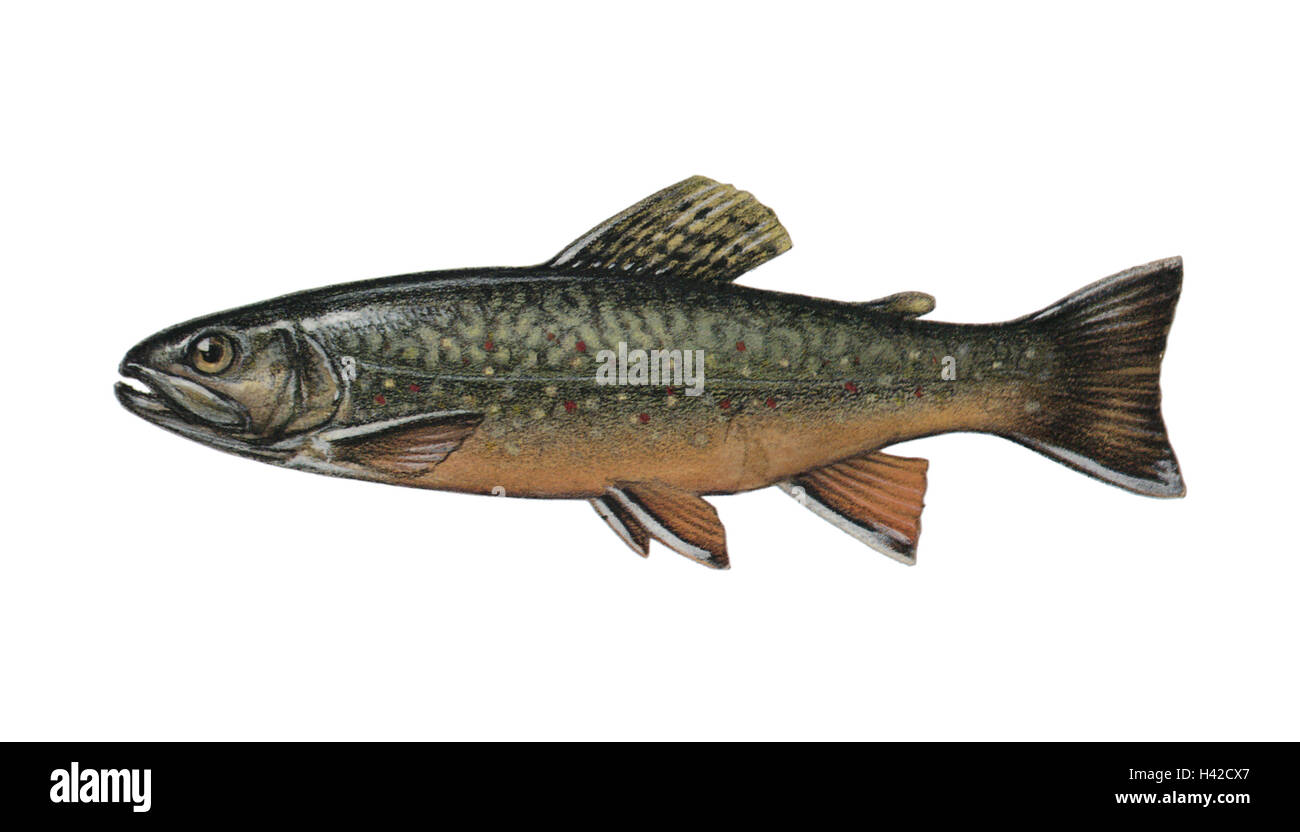 Illustration, Bachsaibling, Salvenius fontinalis, NOT FREELY FOR BOOK ...