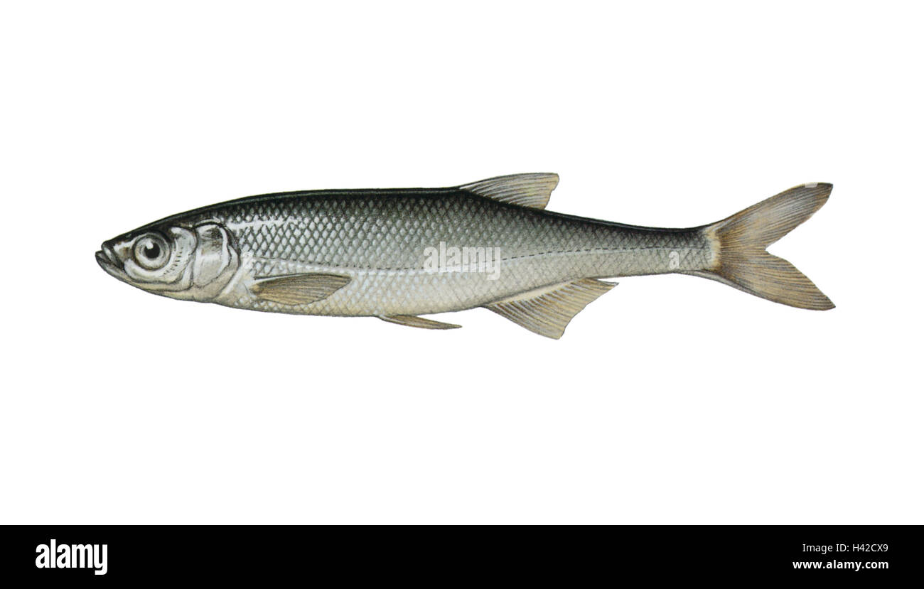 Animal ukelei vertebrate hi-res stock photography and images - Alamy