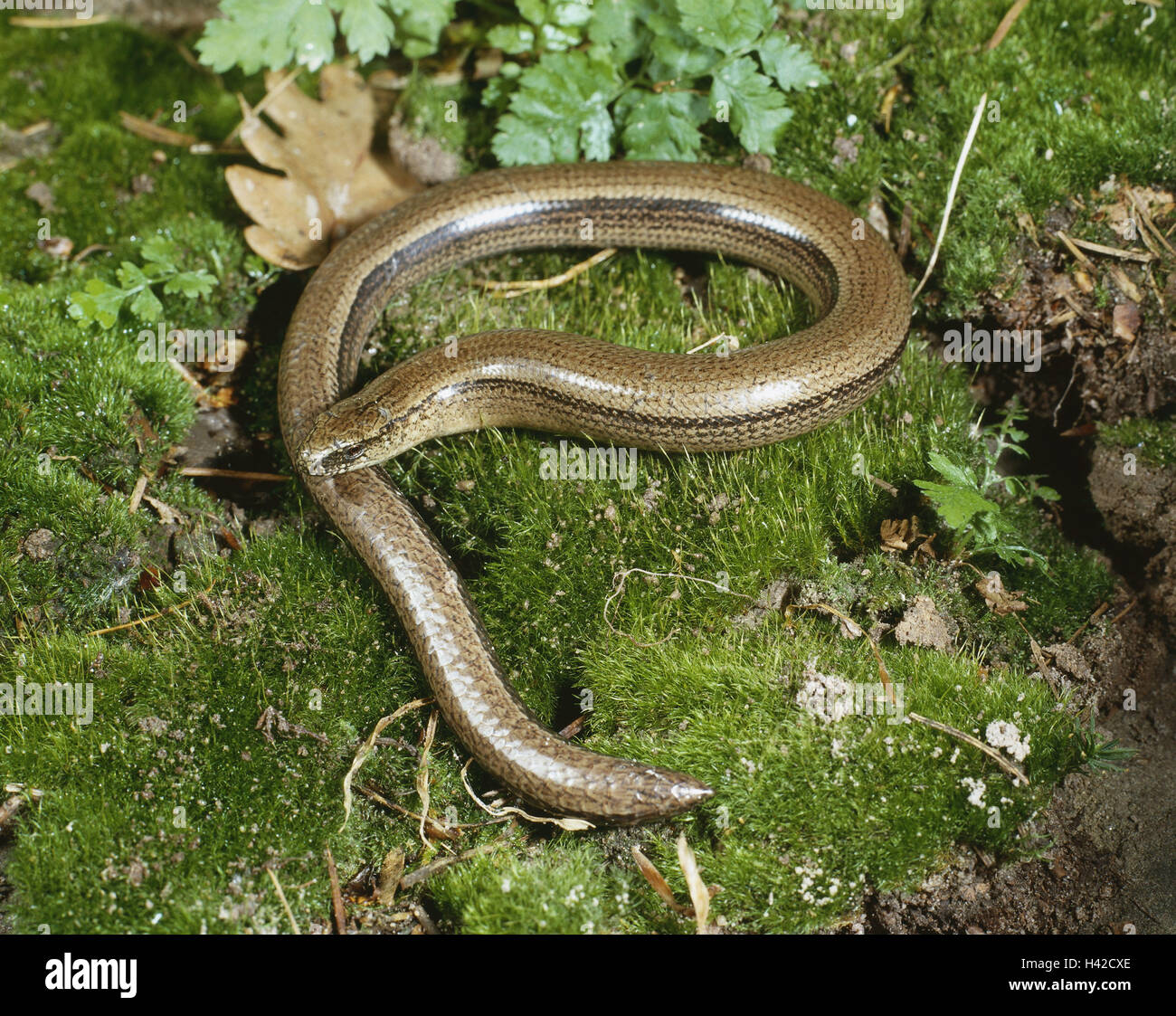 Forest-ground, moss, Blindschleiche, Anguis fragilis, wildlife, animal ...
